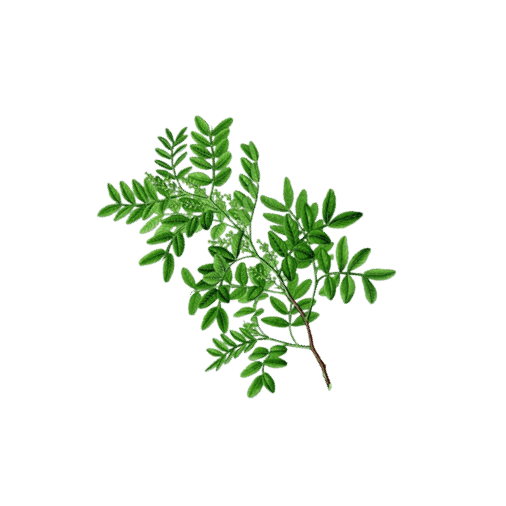 UROCLEAN PLUS - שאמן קליניק