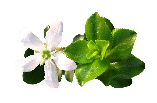 UROCLEAN PLUS - שאמן קליניק